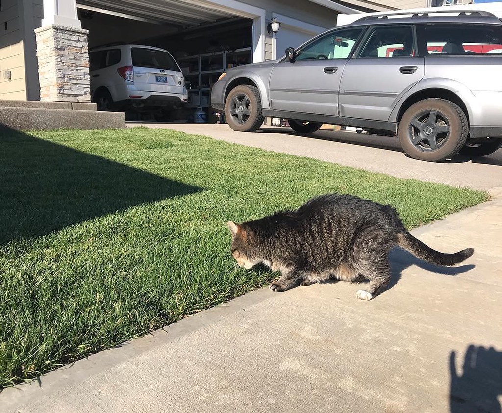 Caleb the Cat – ON & OFF RHODES