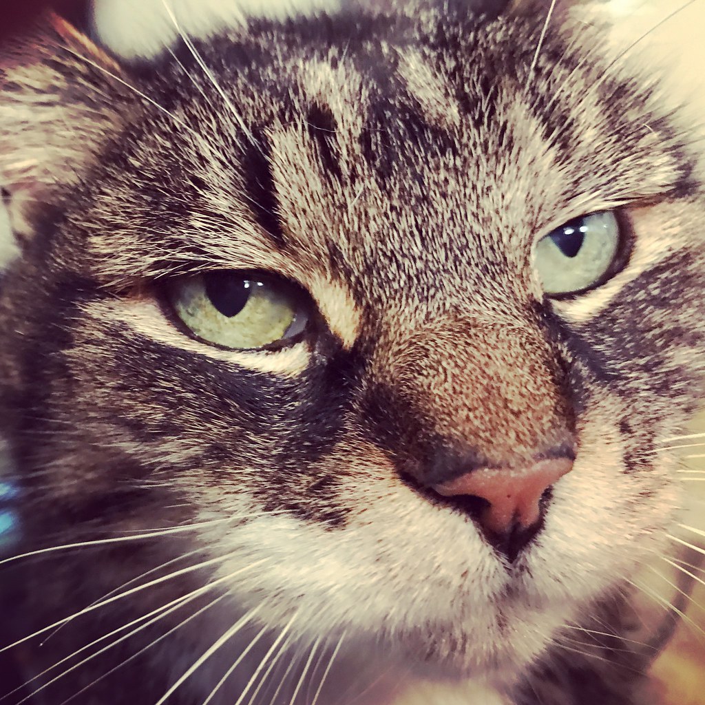 Caleb the Cat – ON & OFF RHODES