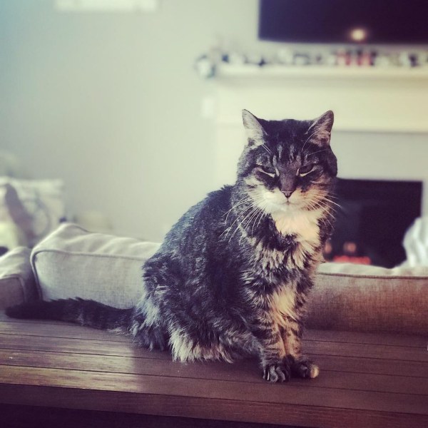 Caleb the Cat – ON & OFF RHODES